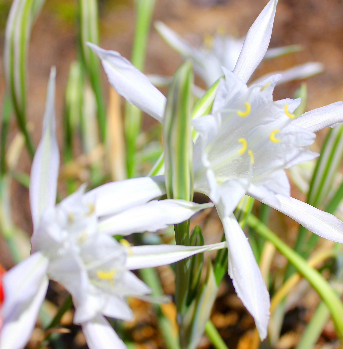 Chavatzelet Hasharon (Lily of the Sharon), Song | The Marc Lavry ...